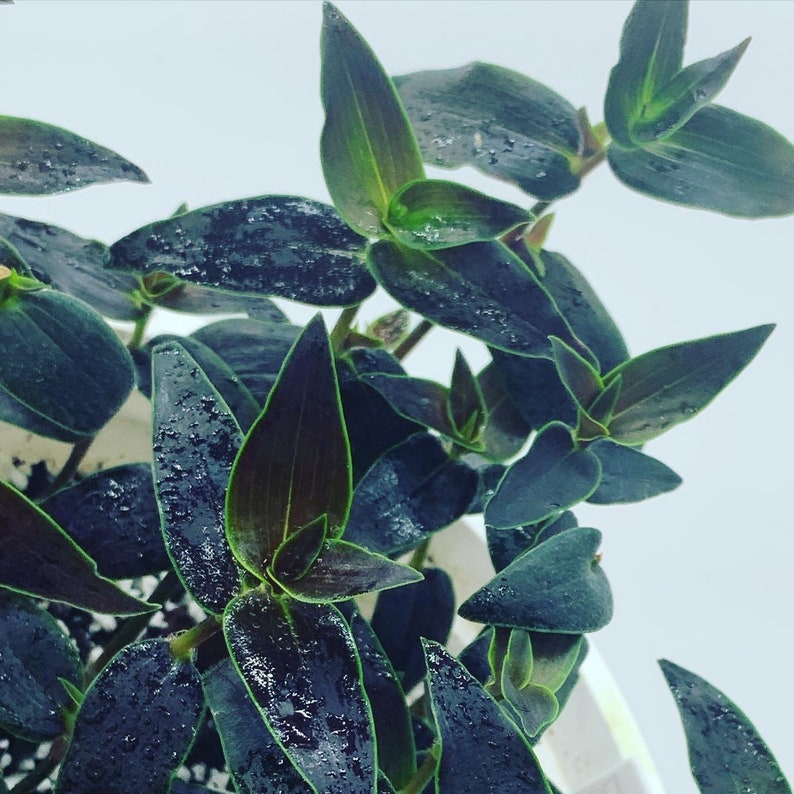 Gibasis jose Puig Rare Wandering Jew Plant | Etsy