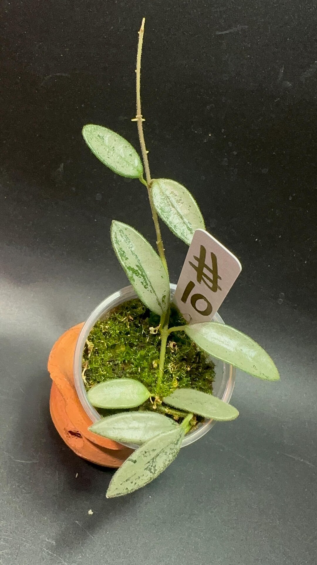 Hoya Lima Super Silver#10 - Etsy