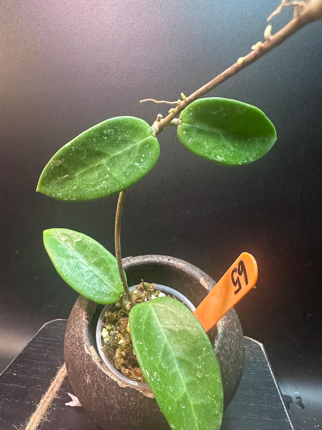 Hoya Macrophylla Splash #65 - Etsy