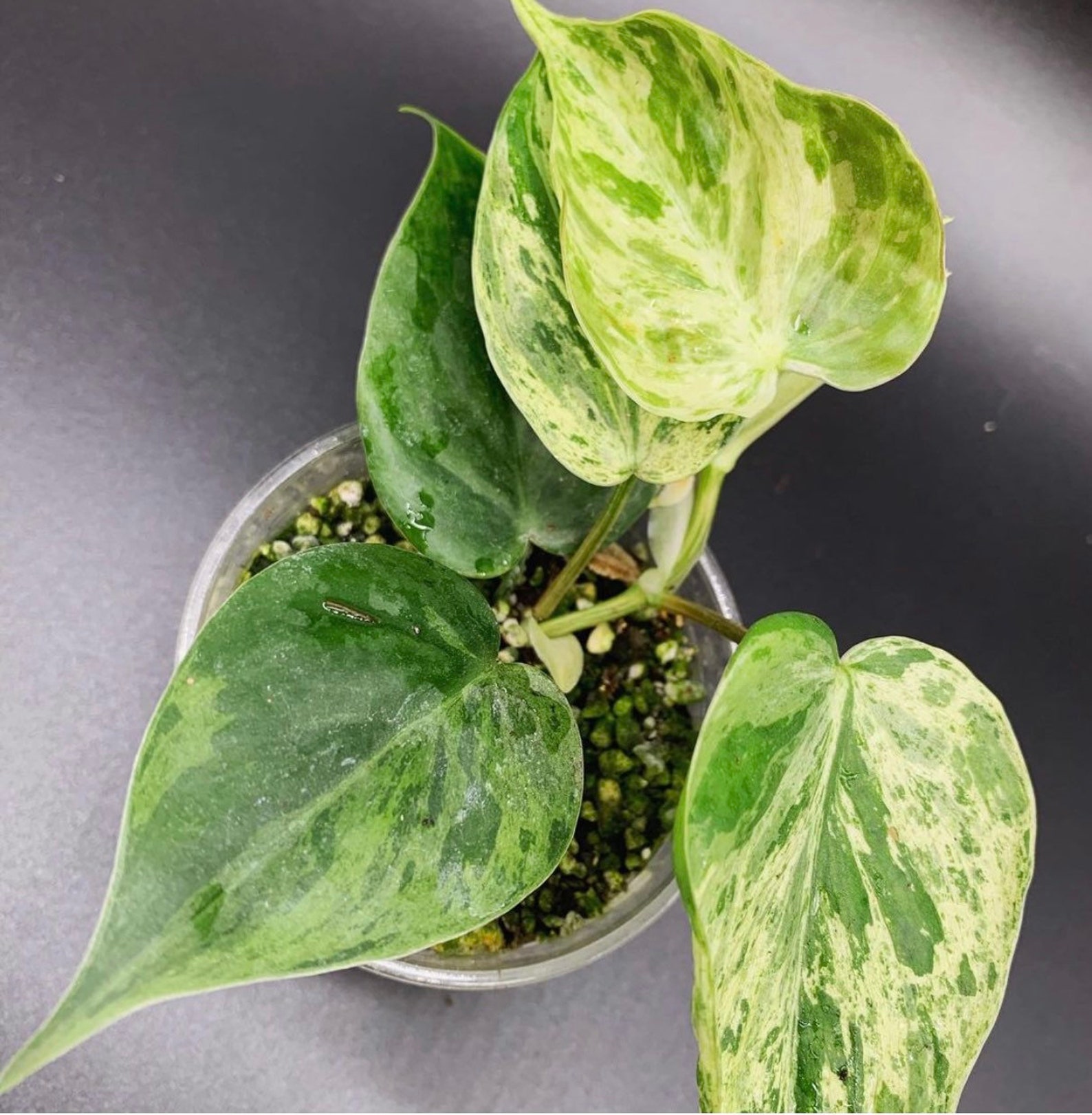 Fresh Cutting Rare Philodendron Hederaceum Variegated - Etsy