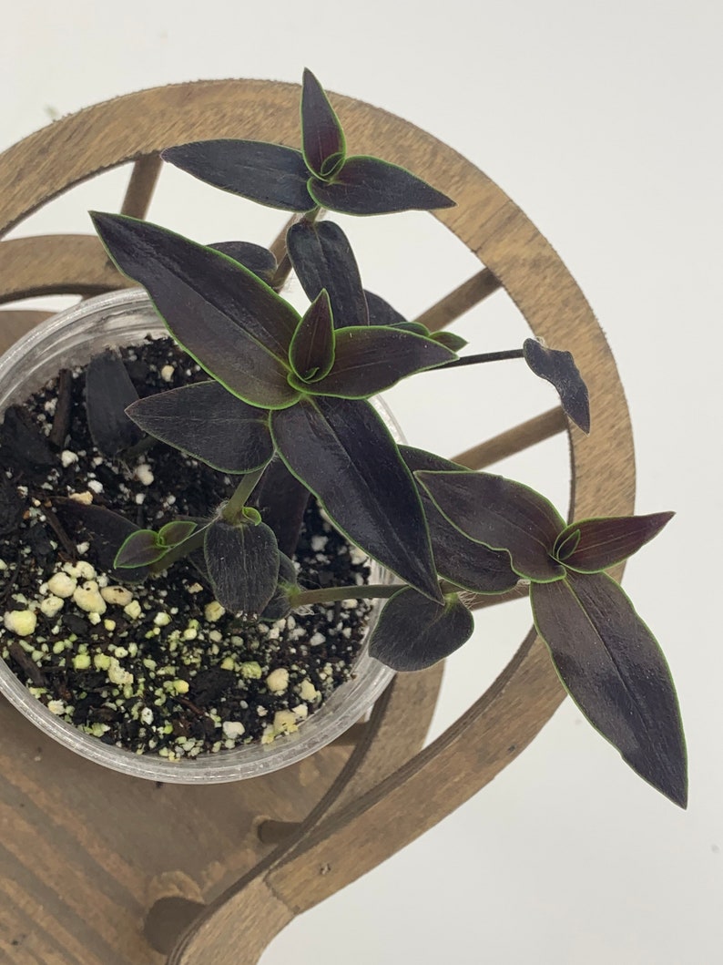 Gibasis jose Puig Rare Wandering Jew Plant | Etsy