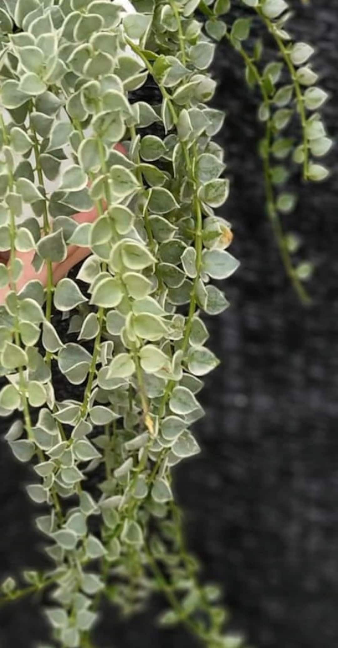 Dischidia Variegated Millions Hearts Plant 2”pot - Etsy