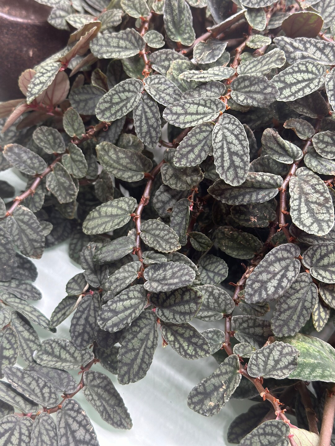 Pellionia Pulchra - Etsy