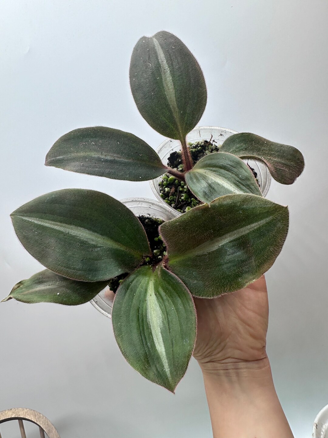 Siderasis Fuscata - Etsy