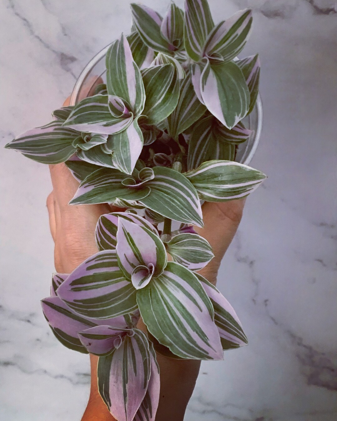 Tradescantia Mini Pink, Tradescantia Sweetness This is NOT Nanouk - Etsy