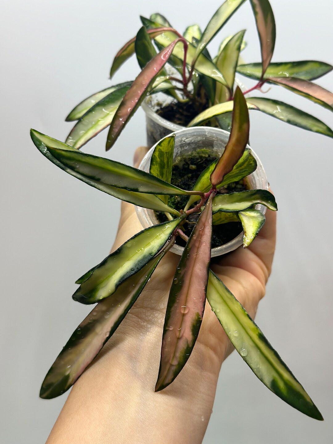 Hoya Wayetii Variegated,hoya Wayetti Tricolor - Etsy