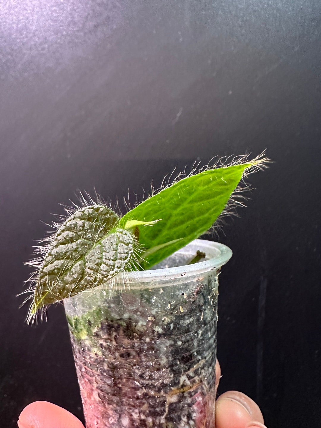 Ficus Villosa shingling Plant - Etsy