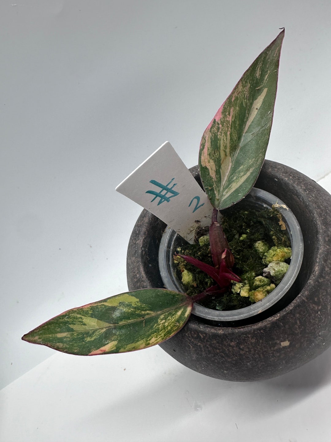 Philodendron Strawberry Shake Plant actual Plant 2 - Etsy