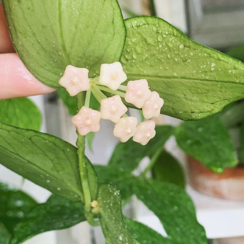 Fishtail Hoya - Etsy