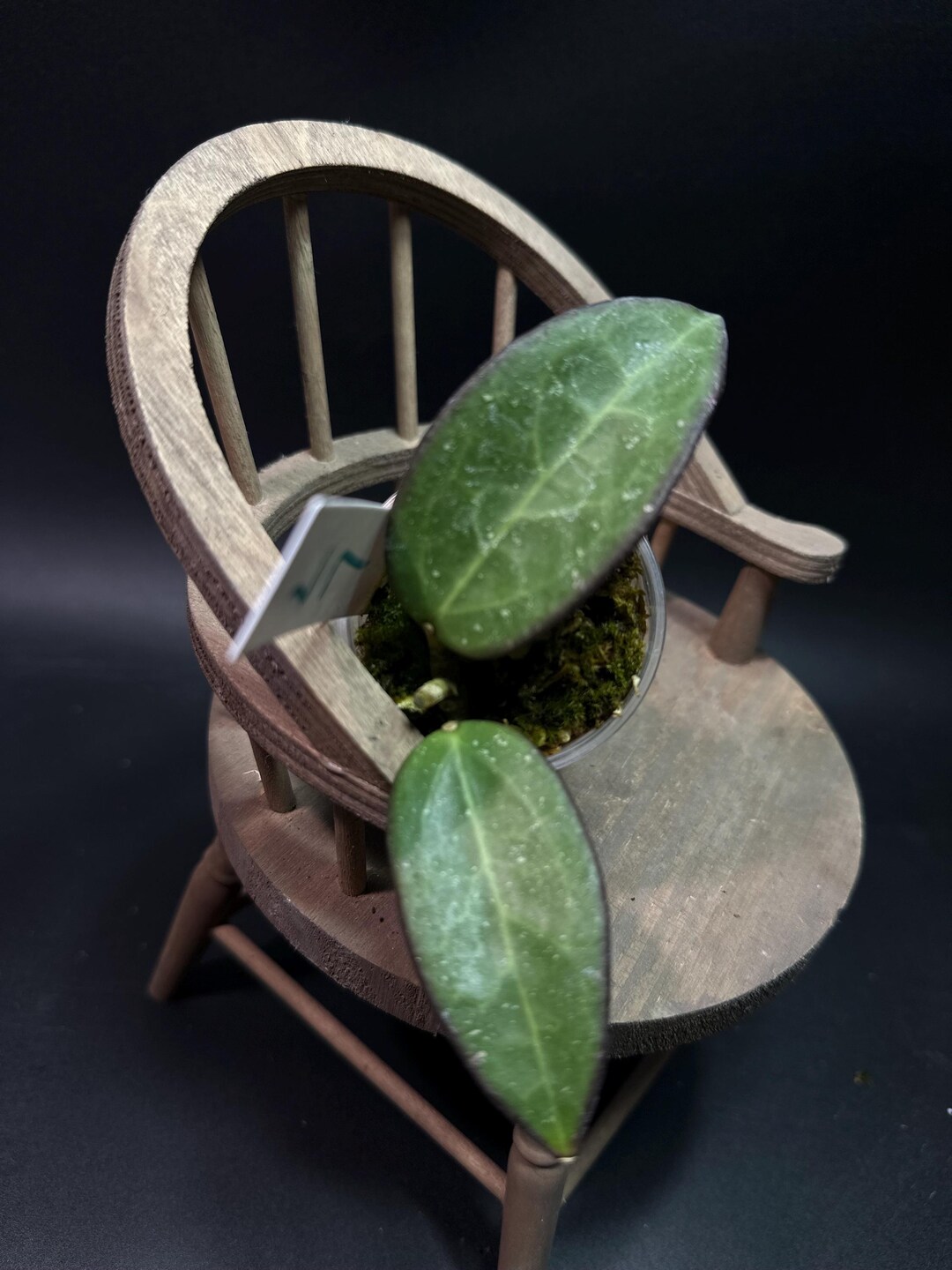 Hoya Macrophyla Splash#l7 - Etsy