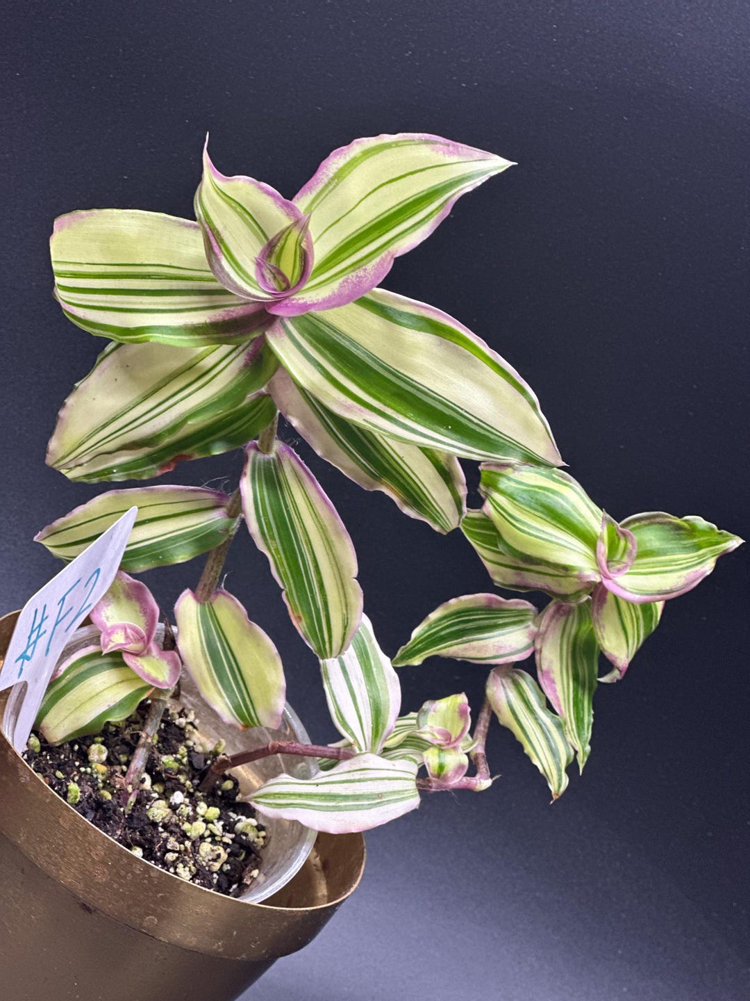 Callisia Soconuscensis Variegata Dragon Tail ( Rare Callisia)#f2 - Etsy