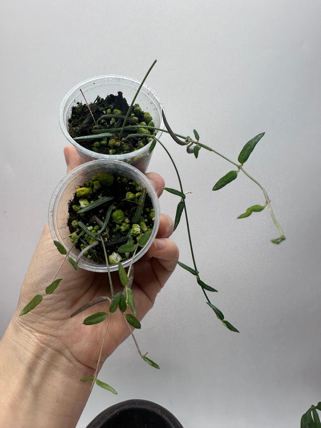String of Needles Plant - Etsy