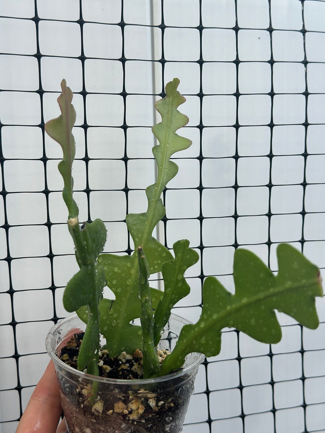 Epiphyllum Anguliger Ric Rac Cactus,fish Bone Cactus Plant - Etsy