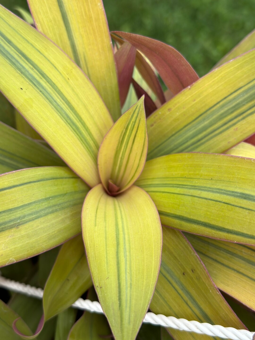 Rhoeo Spathacea Golden Plant. Tradescantia Spathacea Variegata - Etsy