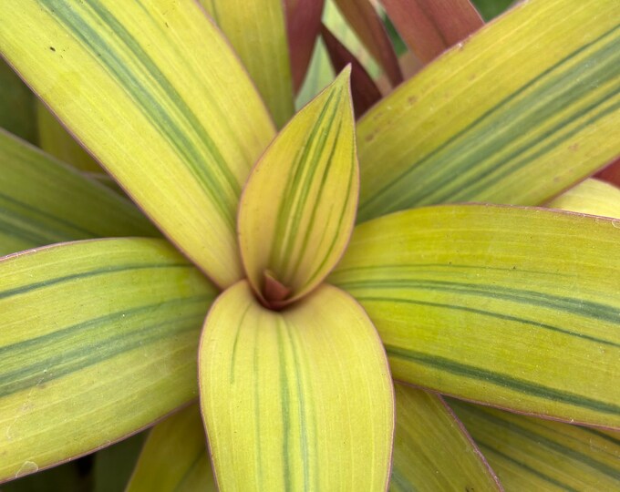 Rhoeo Spathacea Golden Plant. Tradescantia Spathacea Variegata - Etsy