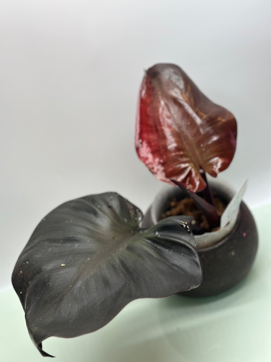 Philodendron Red Heart Plant C3 actual Plant large Leaves - Etsy