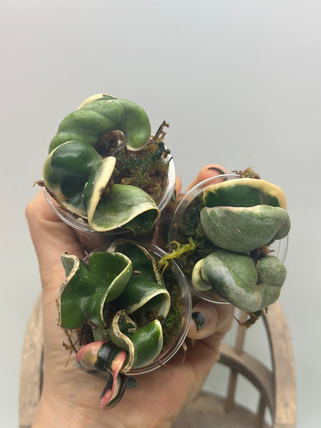 Variegated Hoya Compacta ,variegated Hindu Rope - Etsy