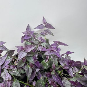 Gibasis Tahitian Purple Bridal Veil - Etsy