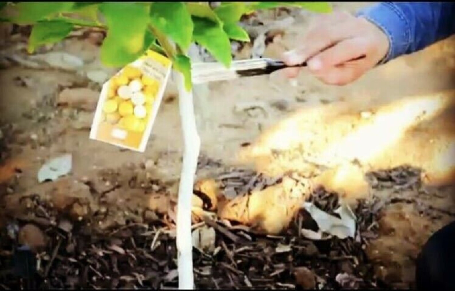 IV Organic 3-in-1 Plant Guard 1 Pint GREEN - Etsy