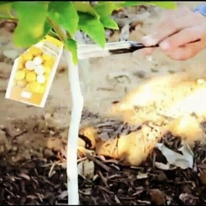 IV Organic 3-in-1 Plant Guard, 1 Pint GREEN - Etsy