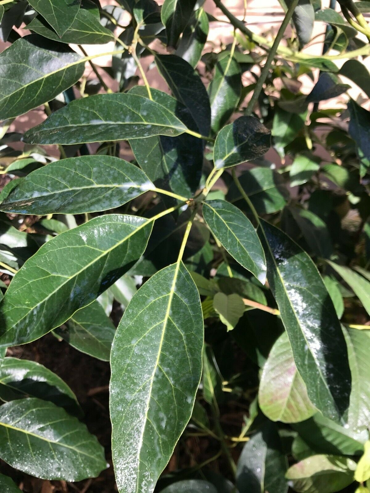 IV Organic 3-in-1 Plant Guard 1 Pint GREEN - Etsy