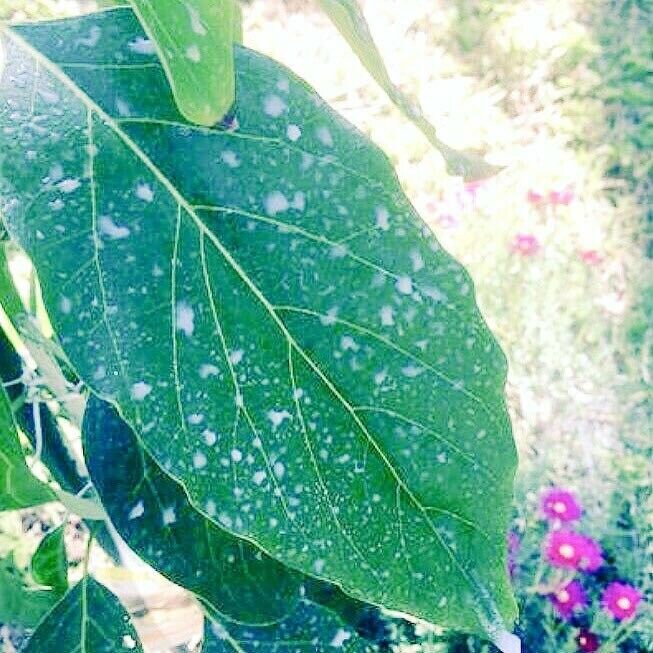 IV Organic 3-in-1 Plant Guard 1 Pint GREEN - Etsy