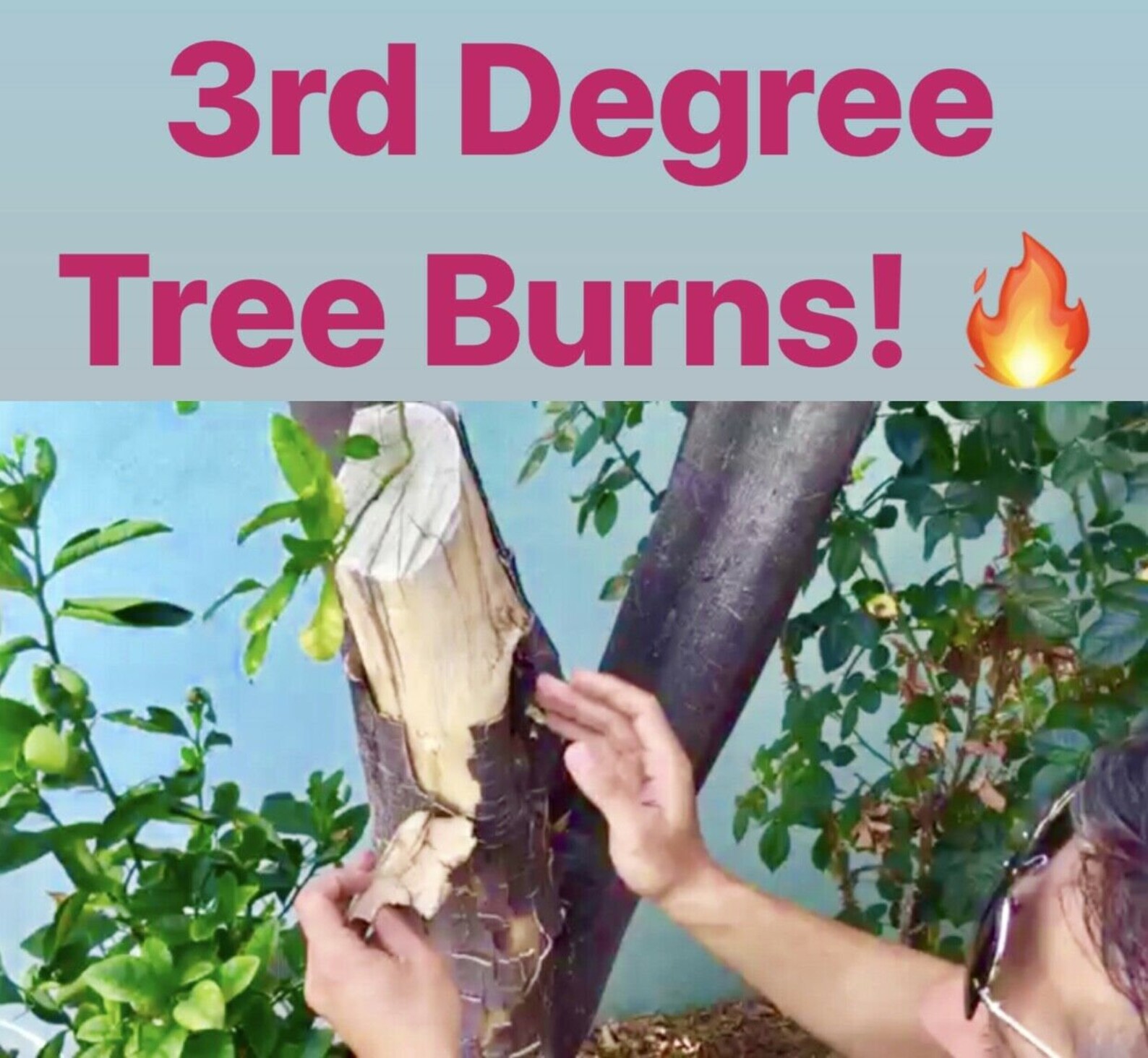 IV Organic 3-in-1 Plant Guard 1 Pint GREEN - Etsy