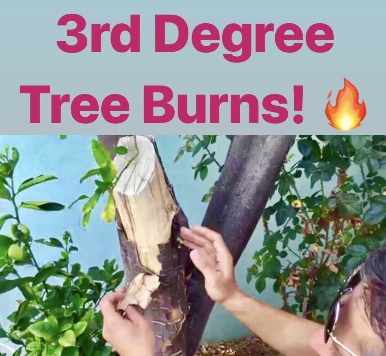 IV Organic 3-in-1 Plant Guard 1 Pint GREEN - Etsy