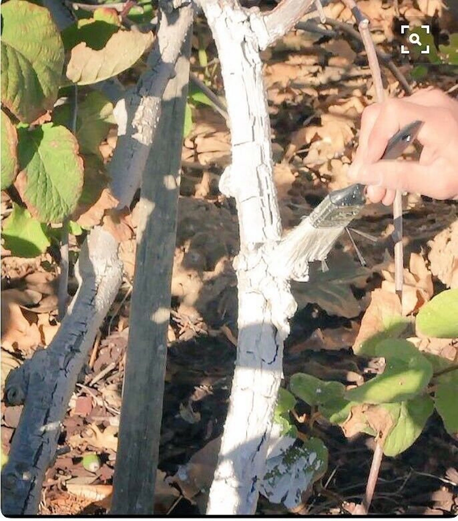 IV Organic 3-in-1 Plant Guard 1 Pint GREEN - Etsy