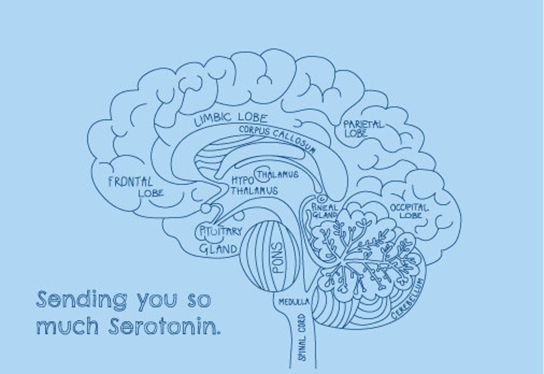Brain Anatomy Greeting Cards A7 Birthday, Thank You, Celebration ...