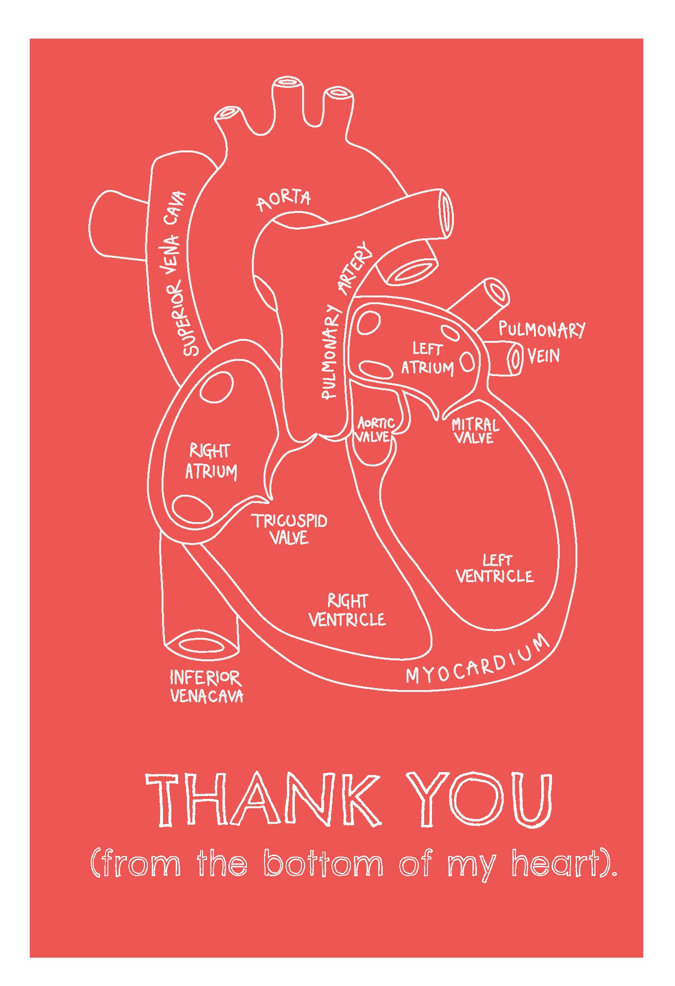 Anatomy Greeting Cards Thank You from the Bottom of My Heart Heart ...