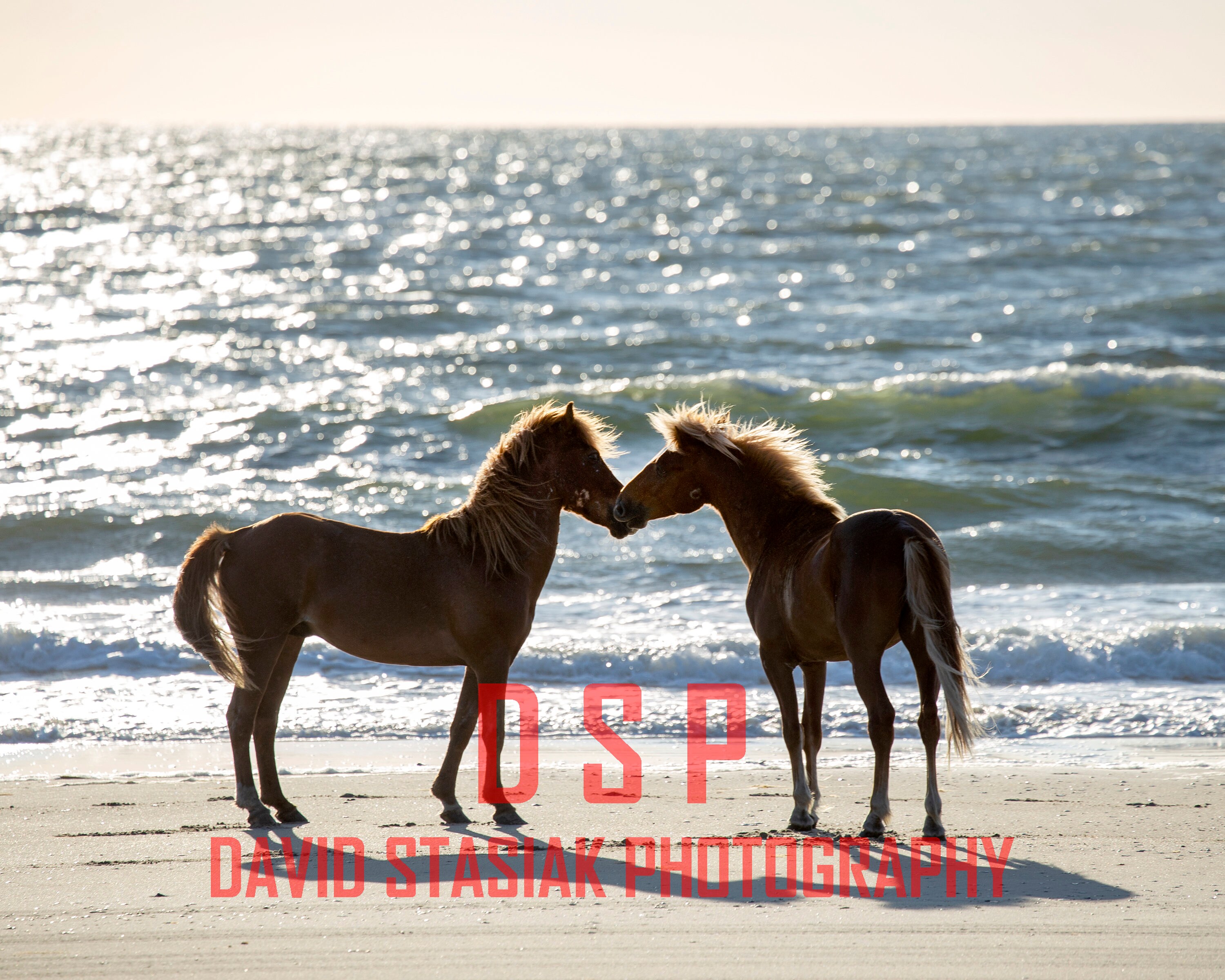 Horse Kiss Color Photograph | Etsy