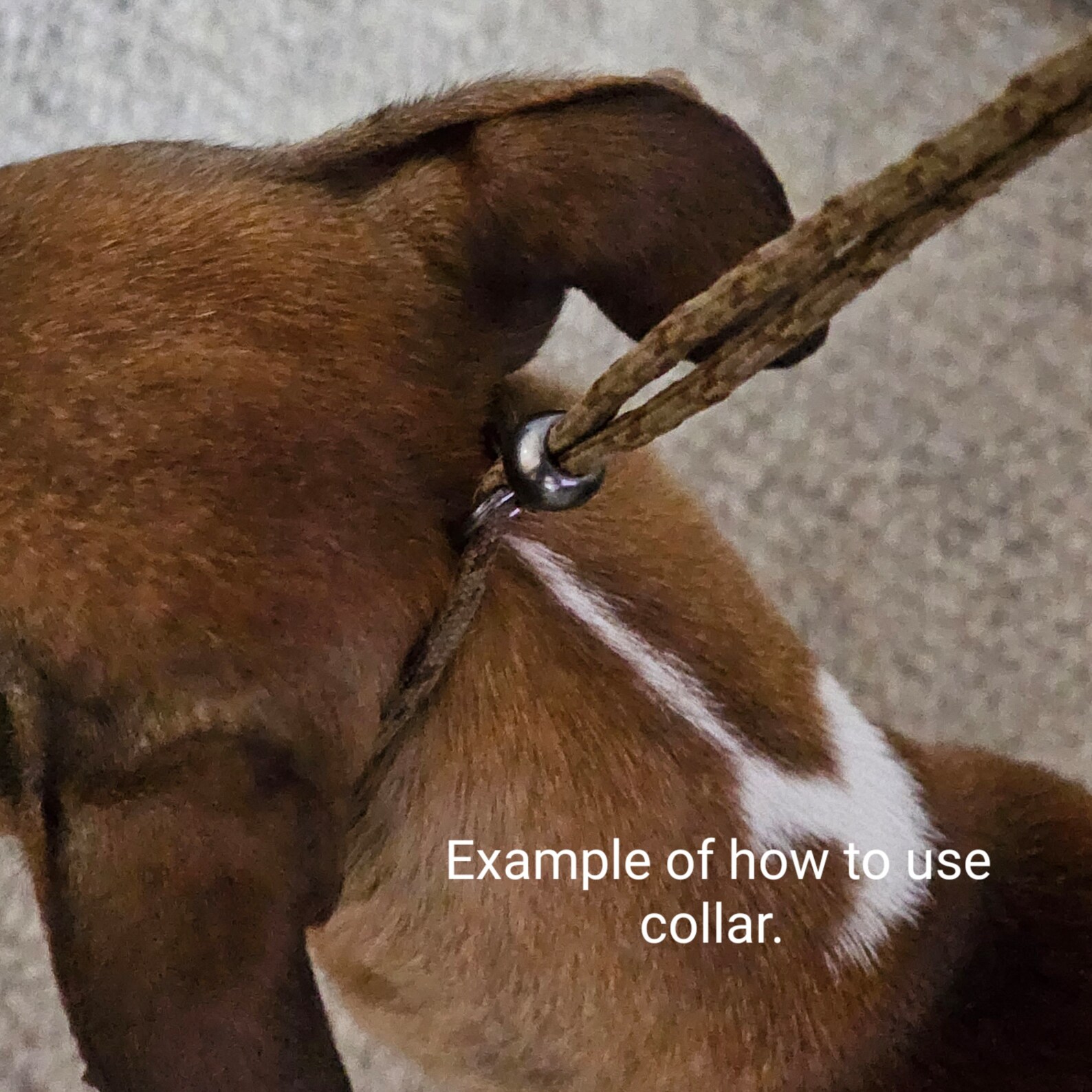 Bling Kindness Collar All in One Lead. for All Breeds. Bridal - Etsy