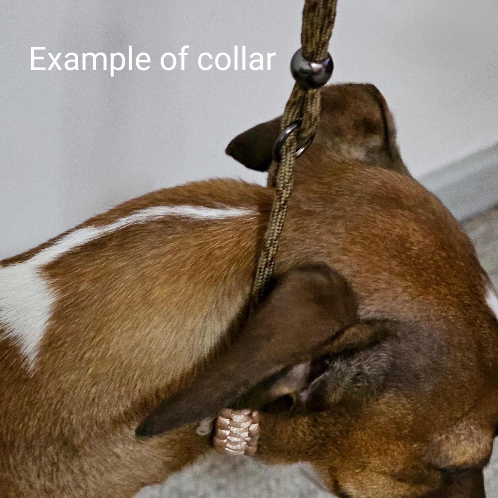 Bling Kindness Collar All in One Lead. for All Breeds. Bridal - Etsy