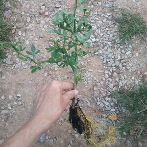 Flying Dragon Tree Trifoliate Orange dwarf Citrus Rootstock - Etsy