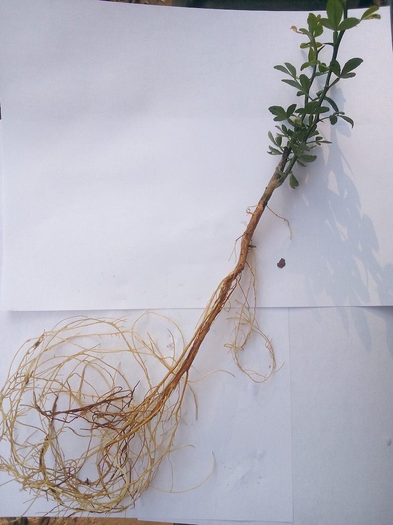 Flying Dragon Tree Trifoliate Orange dwarf Citrus Rootstock - Etsy