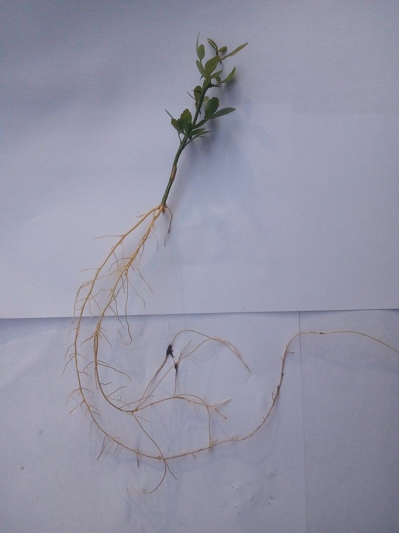 Flying Dragon Tree Trifoliate Orange dwarf Citrus Rootstock - Etsy