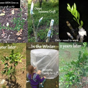 Flying Dragon Tree Trifoliate Orange dwarf Citrus Rootstock - Etsy