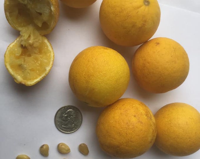 Poncirus Trifoliate Citrus Rootstock Seeds 200 Seeds #001 - Etsy
