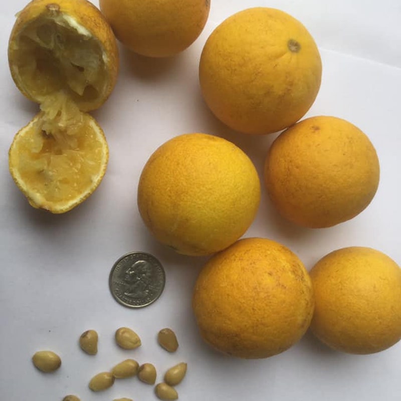 Hardy Orange Trees Seeds - Etsy