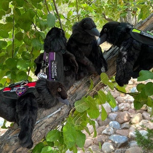 ESSA Raven Crow Emotional Support Plush Stuffed Animal Personalized ...