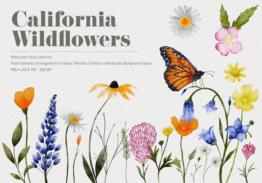 Watercolor Wildflower Clipart - Watercolor Floral PNG - Etsy