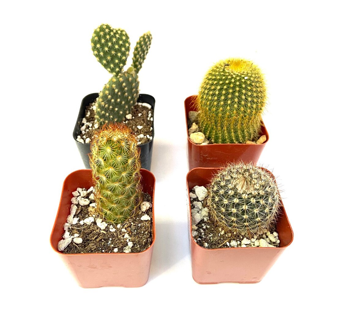 Cactus Collection 4 Cactus in 2 Inch Pots - Etsy