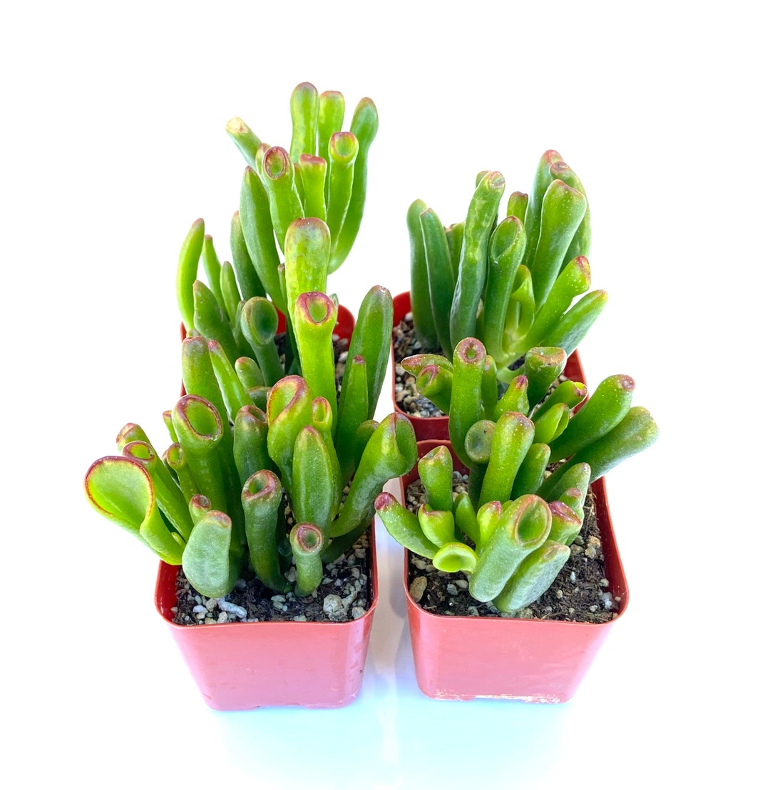 Rare Small Unique Potted Succulent Plant - 2 Inch Potted Crassula Ovata ...
