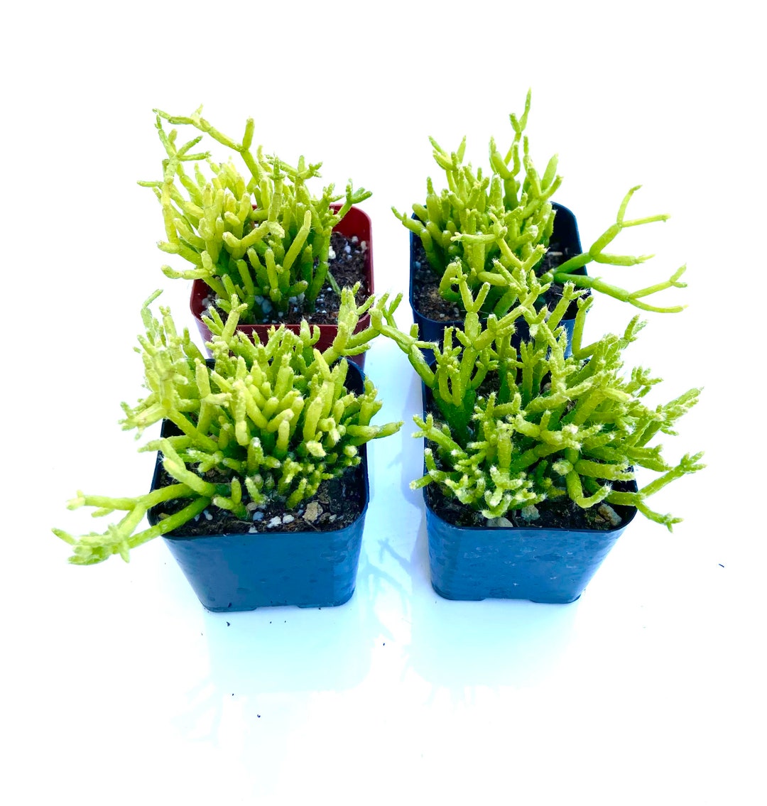 2-inch Potted Dancing Bones Cactus hatiora Salicornioides Unique Live ...