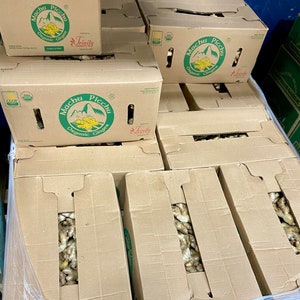 Fresh Ginger Root Organic USDA Certified - Jengibre Organico Natural ...