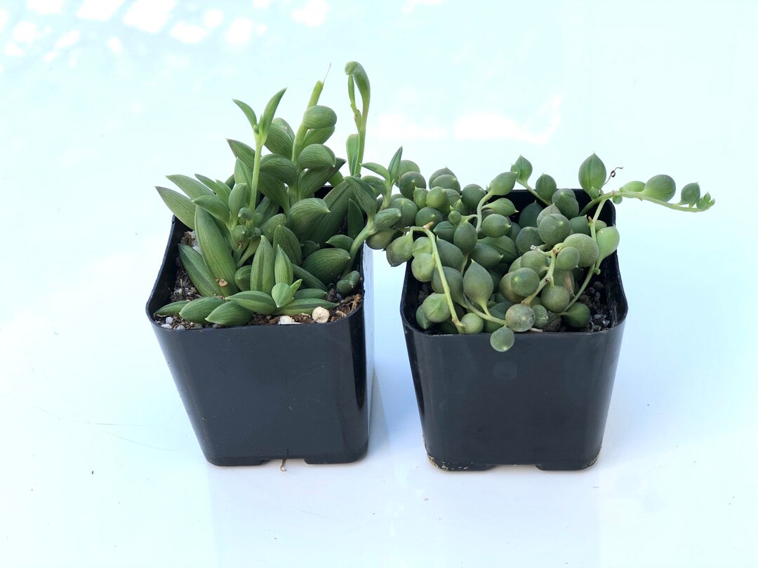 Potted Duo String of Bananas & Tears 2 Inch - Etsy