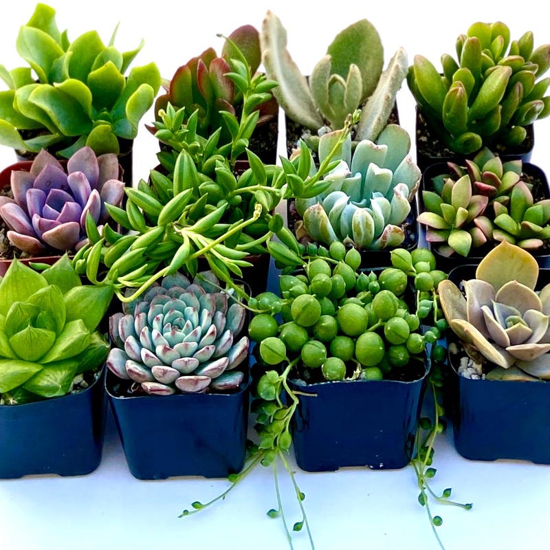 Succulents in 2 Inch Pots - Etsy