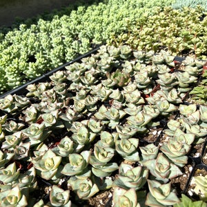 Potted Succulent Plant - 2 Inch Crassula Perforata Ivory Towers - Etsy