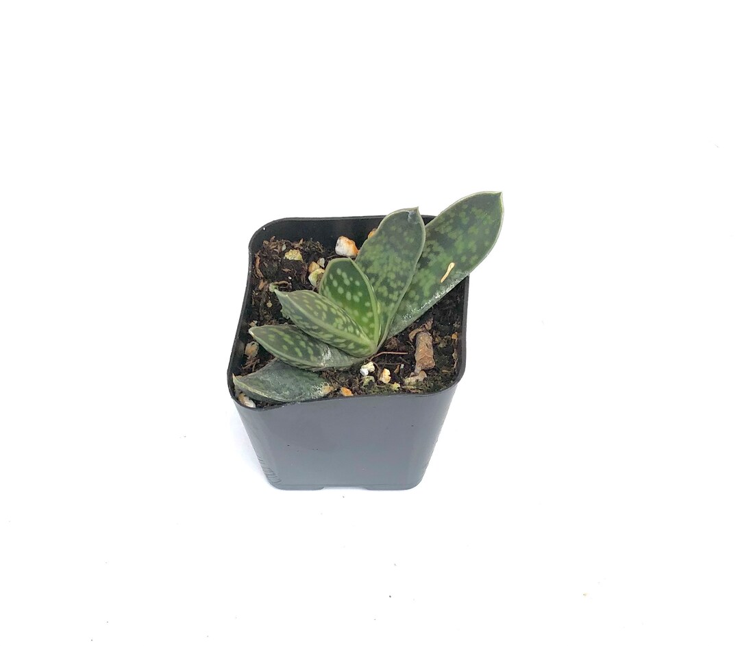 Small Rare Unique Live Succulent Plant in Two Inch Pot - Gasteria ...